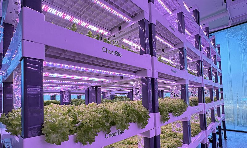 Plant factory planting chart – Zhejiang Junyoung Technology Co., Ltd.